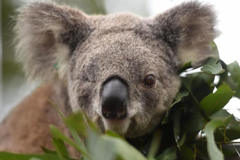 Australia pledges cash to help save the koala | The Straits Times