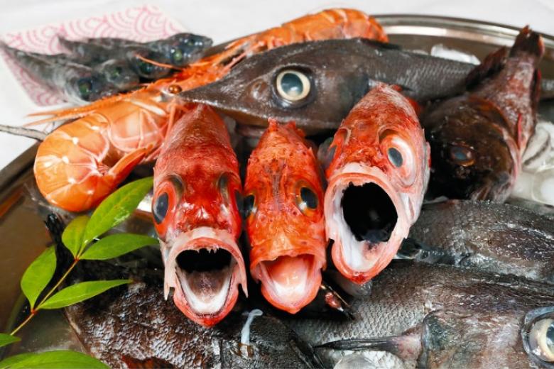 Visit Heda Port in Shizuoka to sample exotic deep-sea fish | The ...