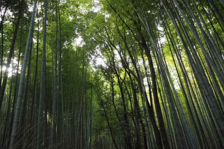 Bamboo trees in Kyoto's iconic Arashiyama forest defaced by tourists ...