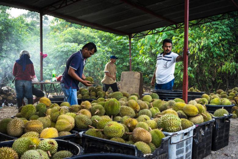 China demand pushes up durian farming in Malaysia: Analysis | The ...