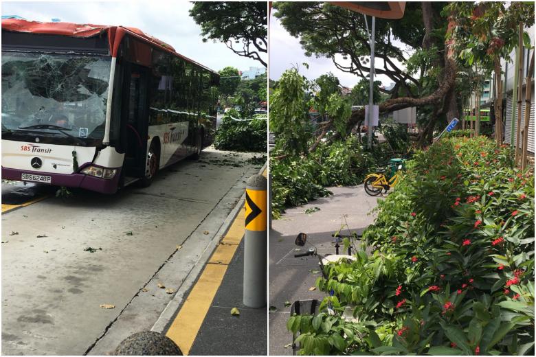 Large tree branch falls on SBS Transit bus near Yishun's Northpoint ...