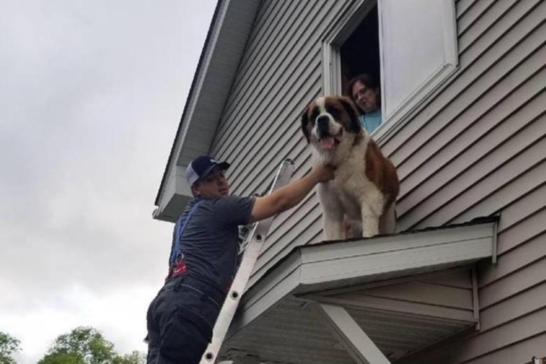 US firefighters rescue 90kg dog stranded on tiny ledge after it jumps ...