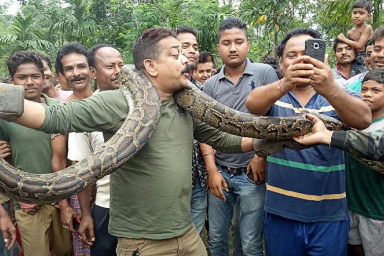 Python selfie puts Indian forest ranger in tight spot | The Straits Times