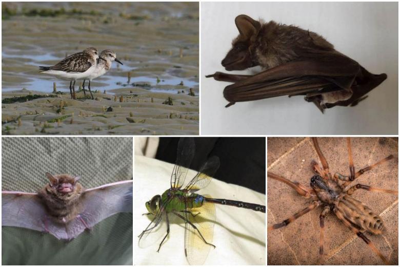 Five new species of fauna recorded for Singapore in Pulau Ubin | The ...
