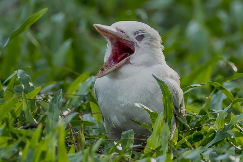 Albino kingfisher chick draws birding community to East Coast Park ...