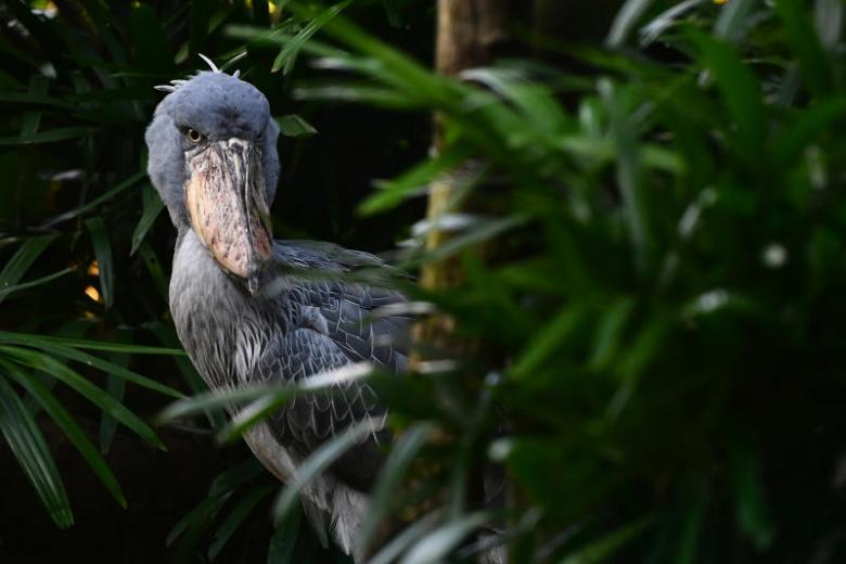 Rare shoebill returns to Jurong Bird Park | The Straits Times