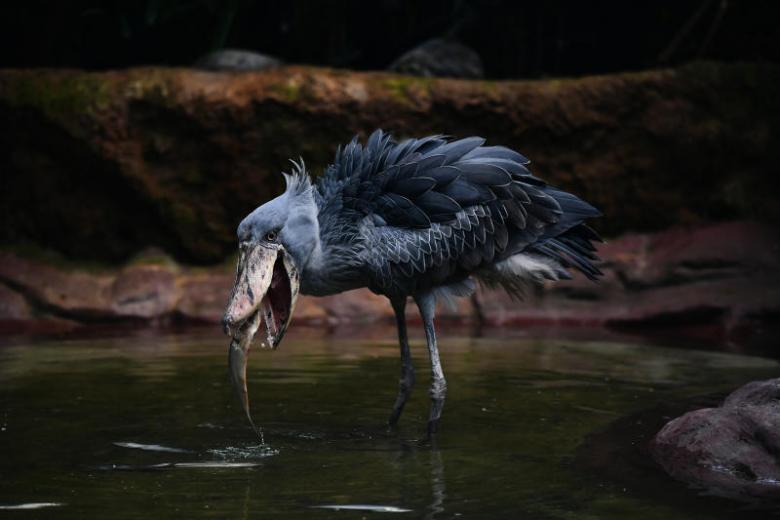 Rare shoebill returns to Jurong Bird Park | The Straits Times