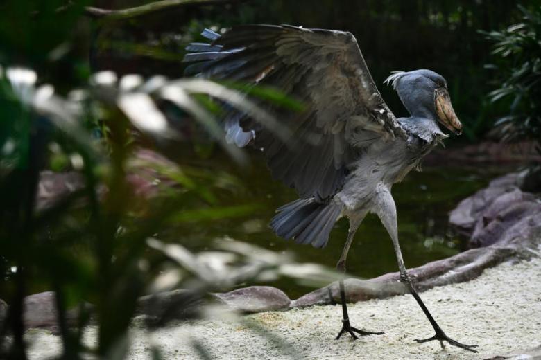 Rare shoebill returns to Jurong Bird Park | The Straits Times