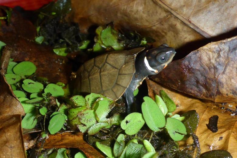 Critically endangered Palawan forest turtle sees first successful hatchling under human care in ...