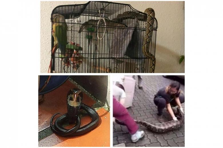 Slithering in plain sight: Recent snake sightings in Singapore | The ...