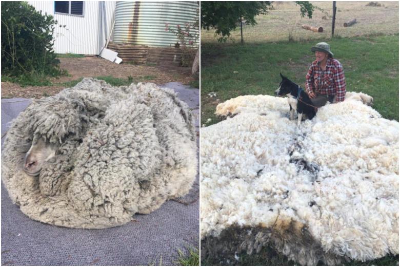 Shaggy sheep in Australia finally gets a shave, farmer ends up with ...