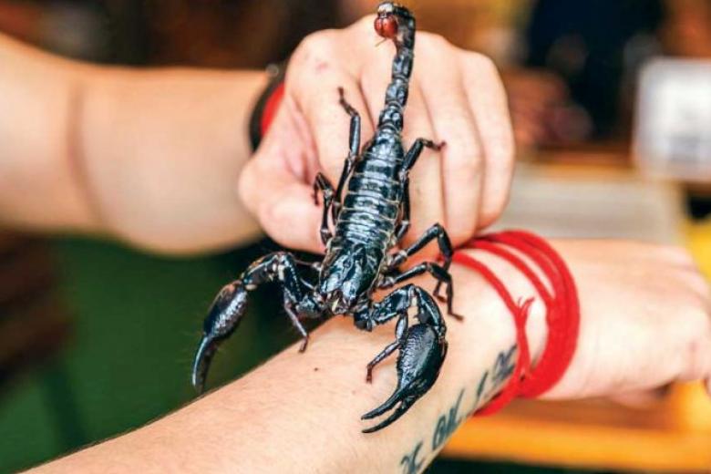 Eat and drink with cockroaches, pythons at Cambodia exotic pet cafe ...