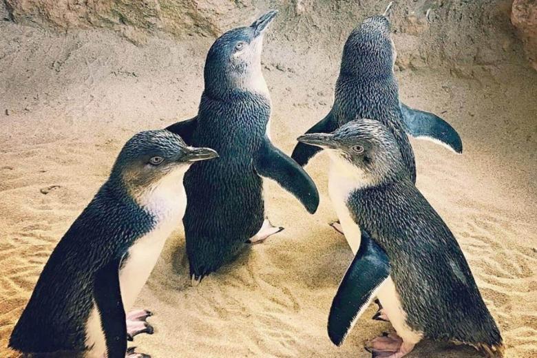 Popular Western Australia penguin population reel from climate change ...