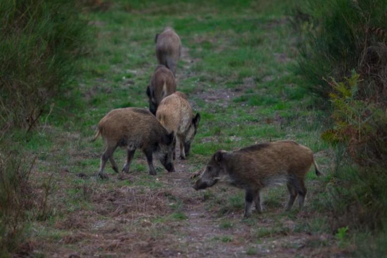 French farmers furious as wild boars run amok | The Straits Times