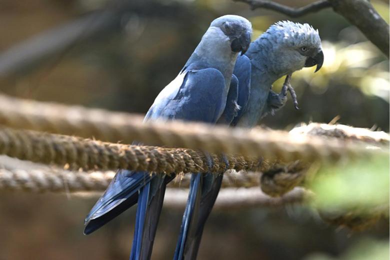 Blue parrot featured in movie Rio is now highly likely to be extinct in ...