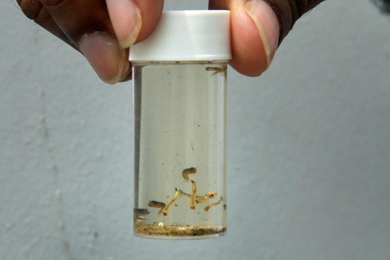 Microplastics may enter food chain through mosquitoes | The Straits Times