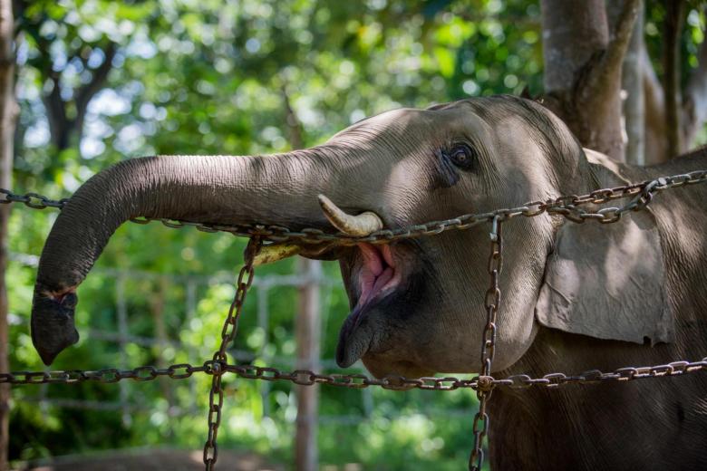 In Pictures: Elephant poaching in Dak Lak, Vietnam | The Straits Times