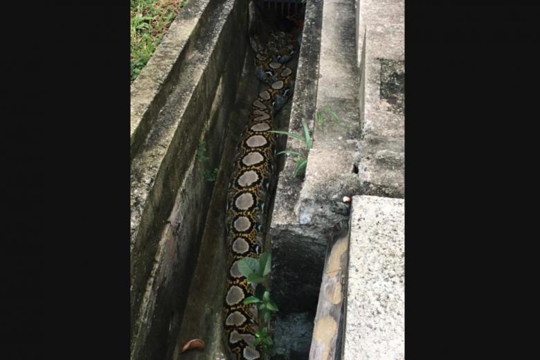 2.5m-long python with swollen belly rescued from drain in Bishan ...
