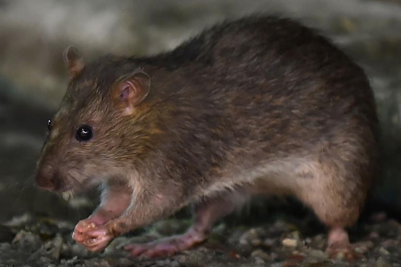 Climate change is scary. 'Rat explosion' is way scarier | The Straits Times