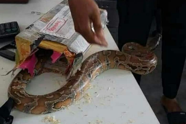 Live python found in parcel in Malaysia | The Straits Times