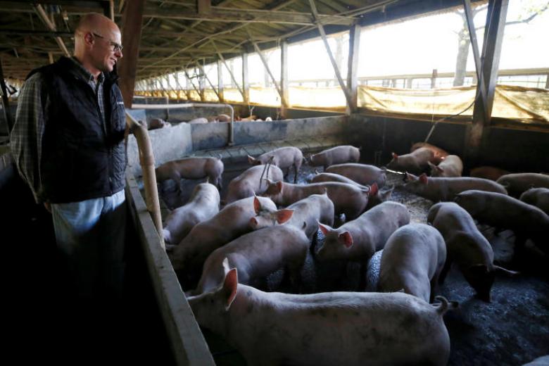 Study finds antibiotic-resistant bacteria in Brazil pork | The Straits ...