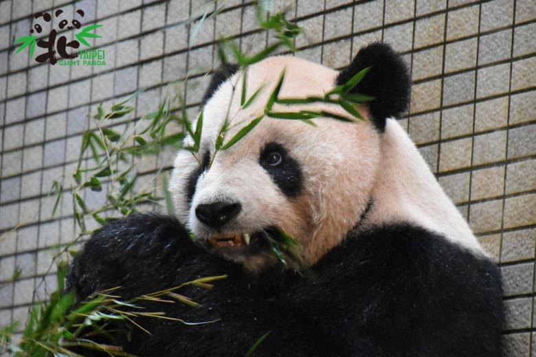 Taipei Zoo's Tuan Tuan is first giant panda in the world to get a ...