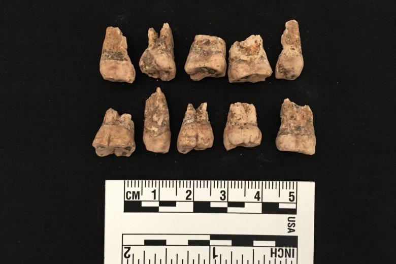 Teeth of early Singaporeans found at Victoria Concert Hall site | The ...