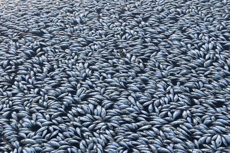Sea of white: 'Hundreds of thousands' of fish dead in Australia | The ...