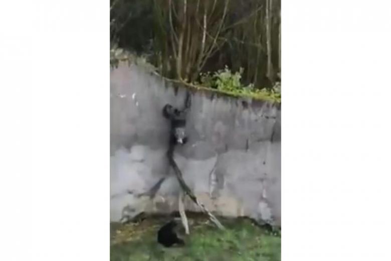 Chimpanzees escape Belfast Zoo enclosure using tree branch 'ladder ...
