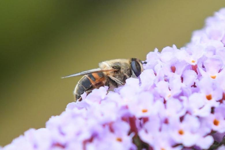 Germany moots tougher insect protections | The Straits Times