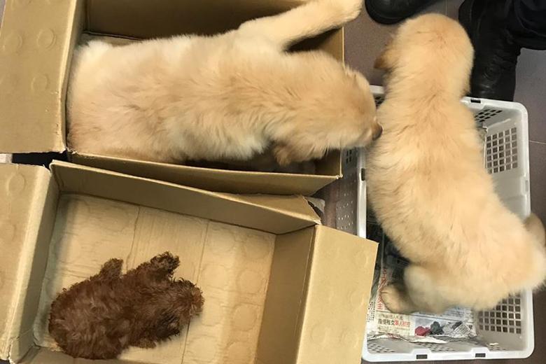 Man caught smuggling 3 puppies, duck eggs at Woodlands Checkpoint: ICA ...