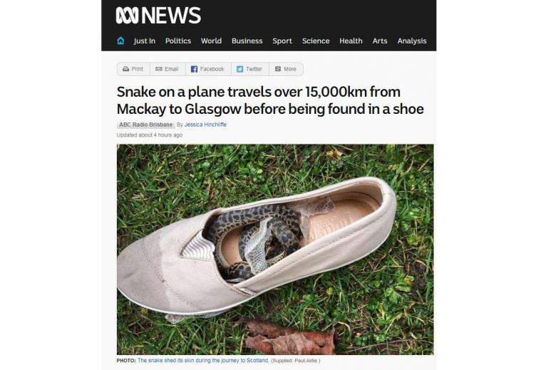 Snake travels inside a shoe over 15,000km from Australia to Glasgow ...