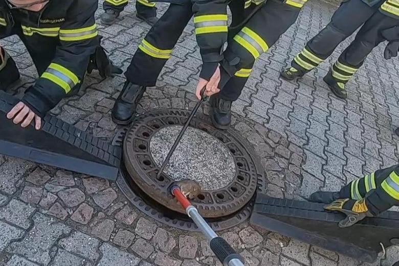 Chubby rat stuck in manhole cover and freed by German rescuers becomes ...