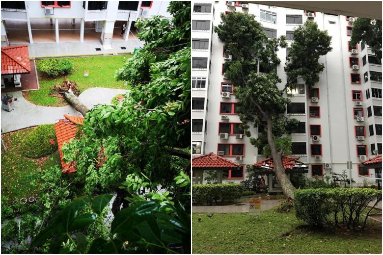 Eight-storey-high tree falls on HDB block near Old Airport Road ...