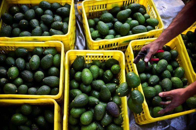 US 'clamouring for avocados' after Trump threat to shut Mexico border ...