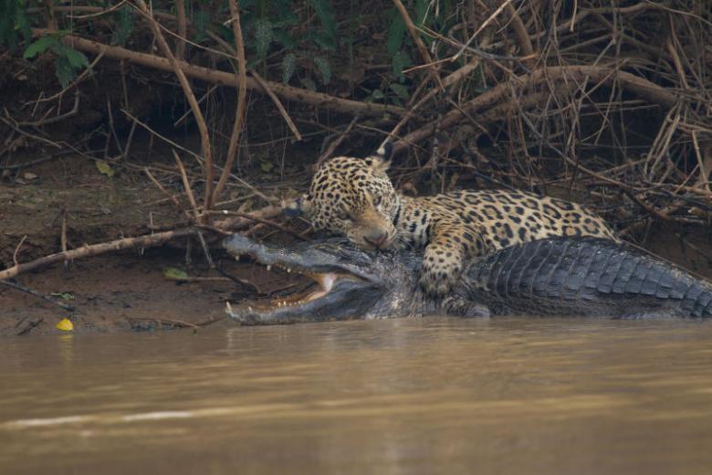 Hostile Planet depicts animals adapting to the most extreme ...