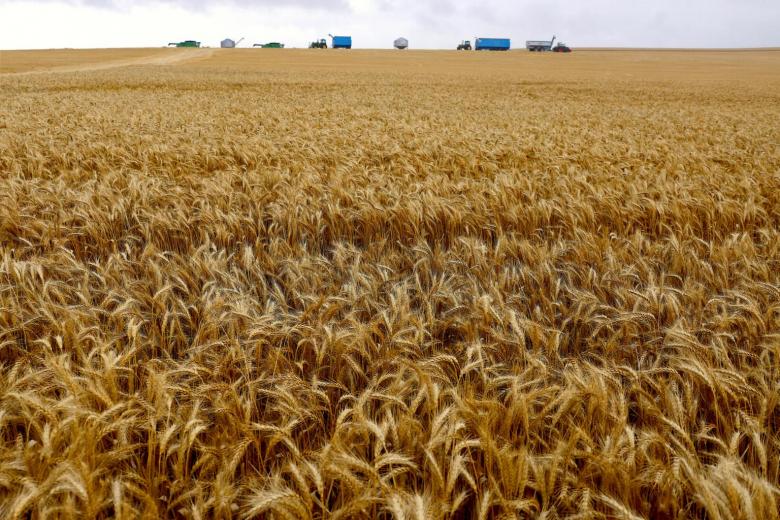 Drought forces Australia to make rare import of Canadian wheat | The ...