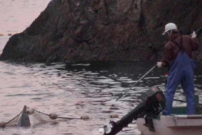 Hearings begin to halt dolphin hunting in notorious Japan village | The ...