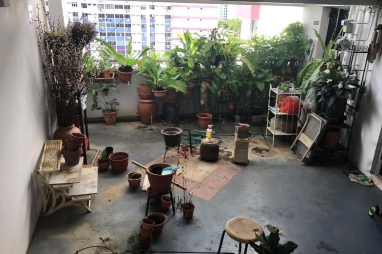Over 30 plants removed from Pasir Ris HDB corridor after complaints ...