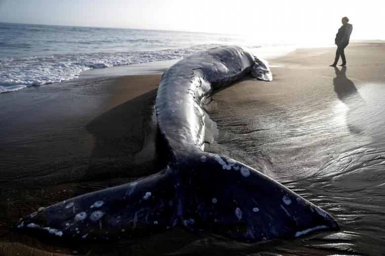 US biologists probe deaths of 70 emaciated gray whales | The Straits Times