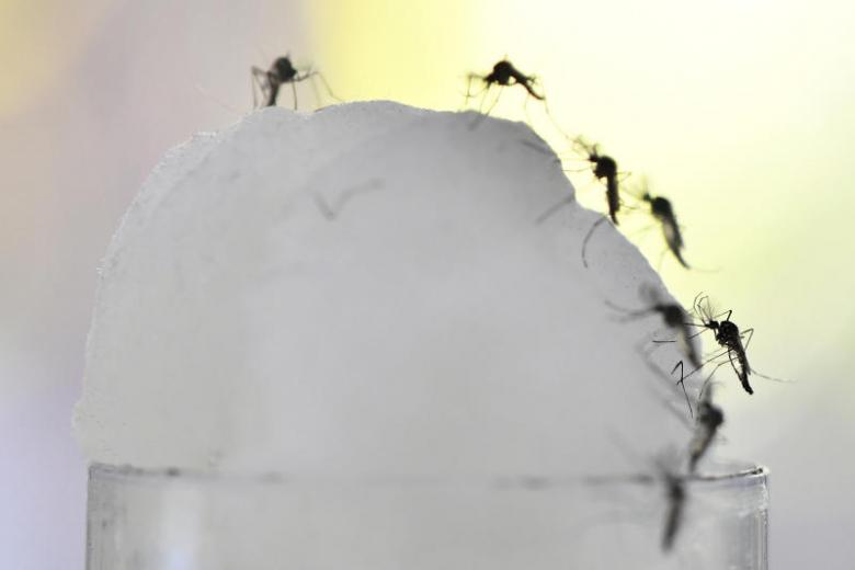 28 people dead, over 18,000 affected by dengue in Sri Lanka | The ...