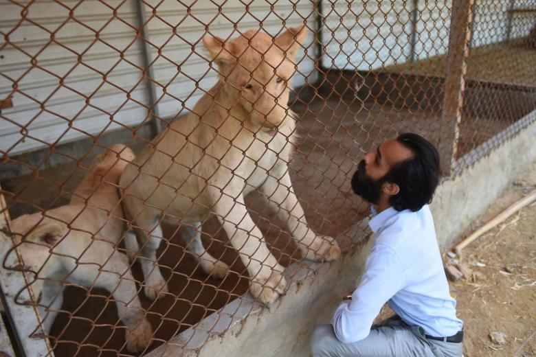 Big cats of Instagram: Pakistani elite's love of exotic wildlife | The ...