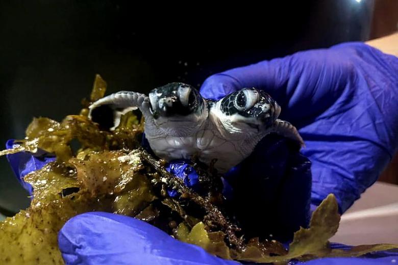 Two-headed turtle born in Malaysia captivates conservationists | The ...