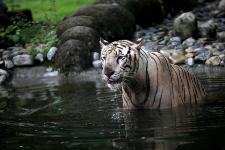 Tiger numbers increase by a third in India | The Straits Times