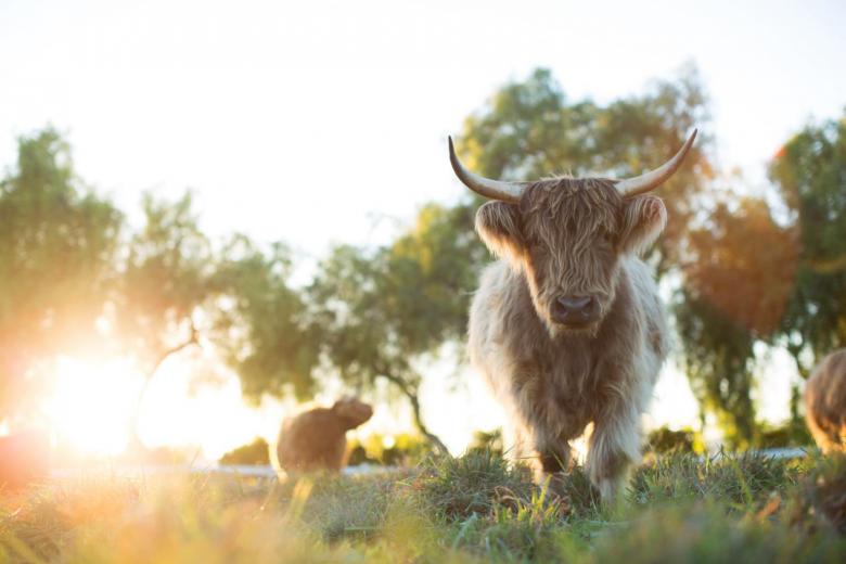 No big name attached, but The Biggest Little Farm is one of the hottest ...