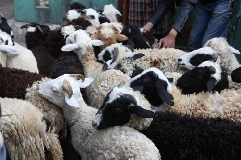 3,700 sheep arrive in Singapore for annual korban ritual across 26 ...