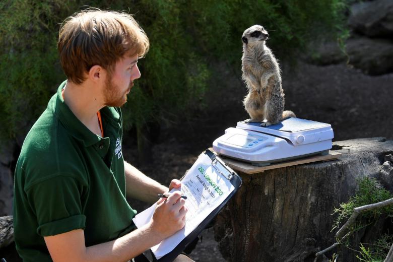 London Zoo launches its trickiest task: The annual weigh-in | The ...