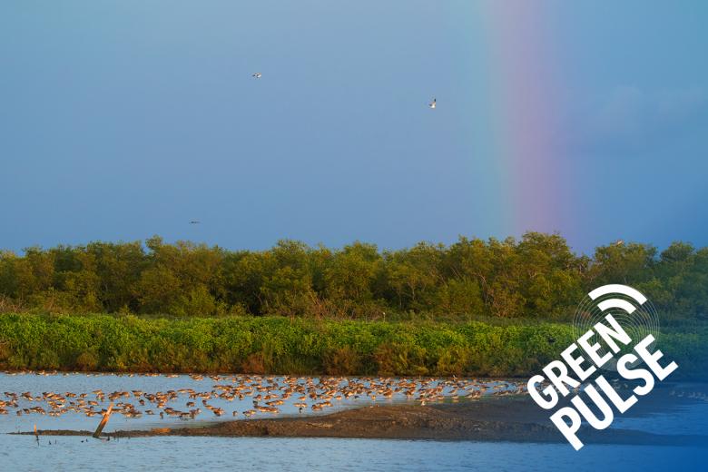 Green Pulse podcast: How climate change affects nature | The Straits Times