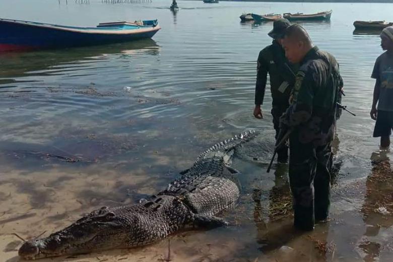Huge saltwater croc kills fisherman in latest attack on Philippine ...
