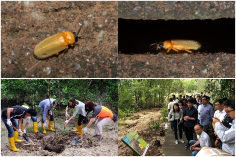 Lighting up Pasir Ris Park with more fireflies | The Straits Times